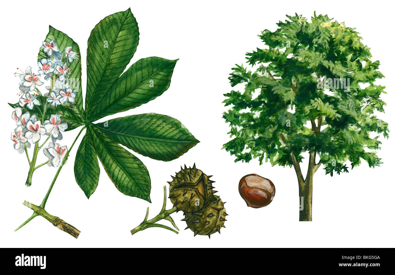 Horse chestnut aesculus hippocastanum illustration immagini e ...
