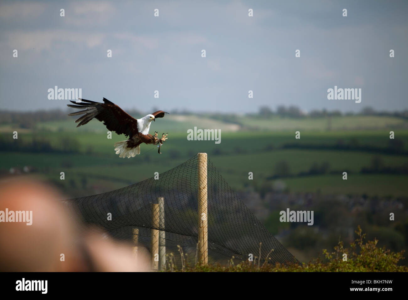 Rapace africano immagini e fotografie stock ad alta risoluzione - Alamy