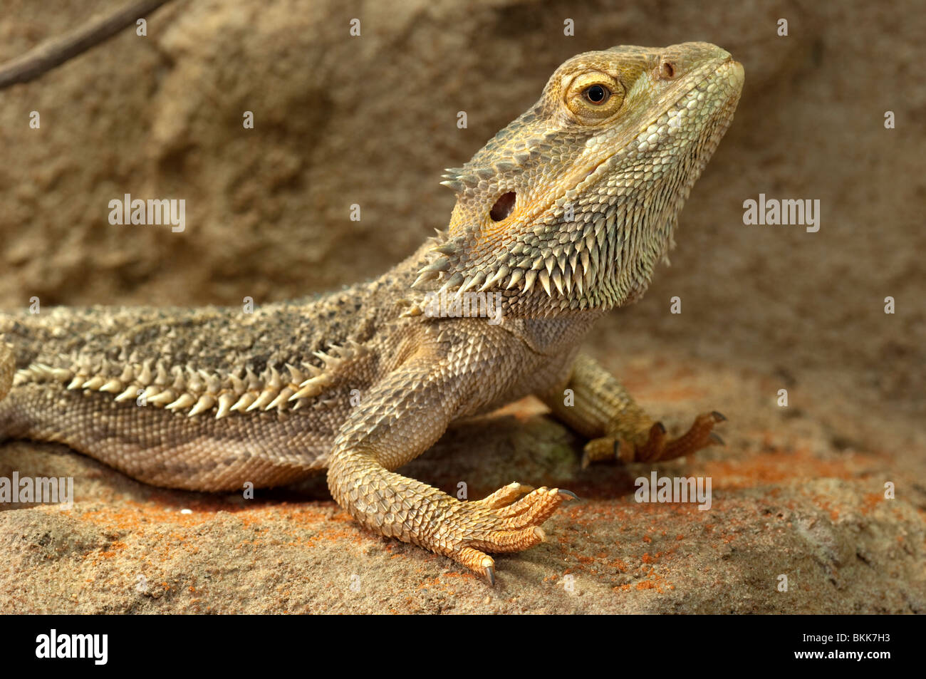 Pogona vitticeps drago barbuto immagini e fotografie stock ad alta ...