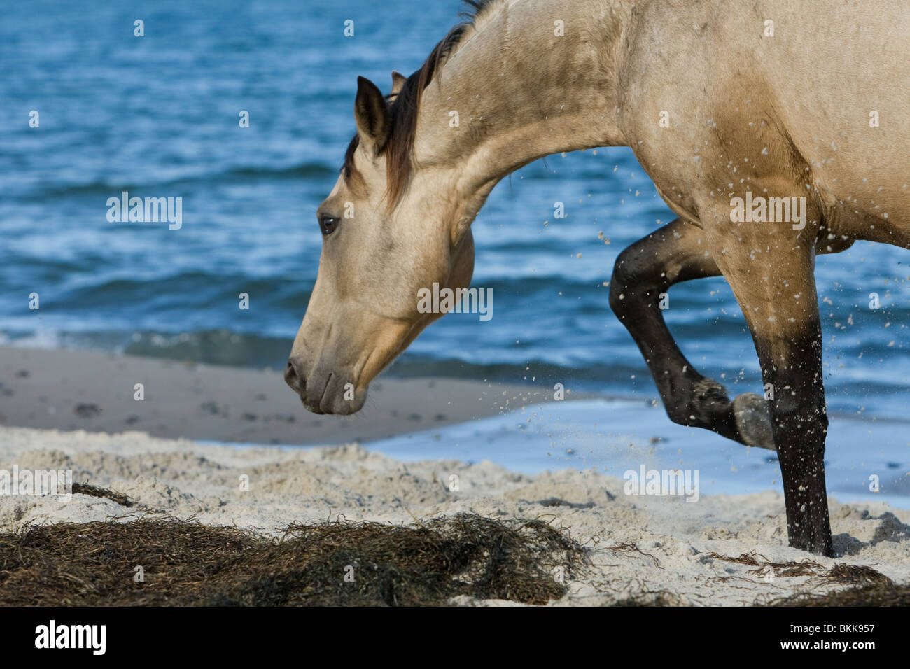 Stallone da cavallo immagini e fotografie stock ad alta risoluzione - Alamy