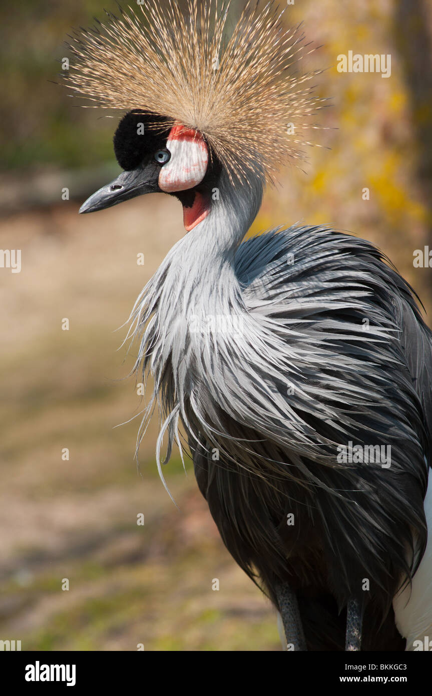 Balearica regulorum gru coronata grigia immagini e fotografie stock ad ...