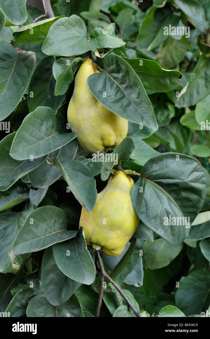 The quince cydonia oblonga immagini e fotografie stock ad alta ...