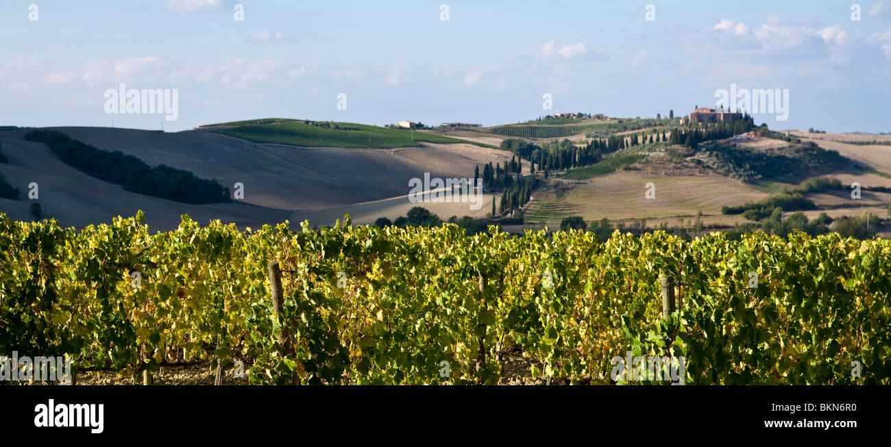 Vigneti in toscana immagini e fotografie stock ad alta risoluzione - Alamy