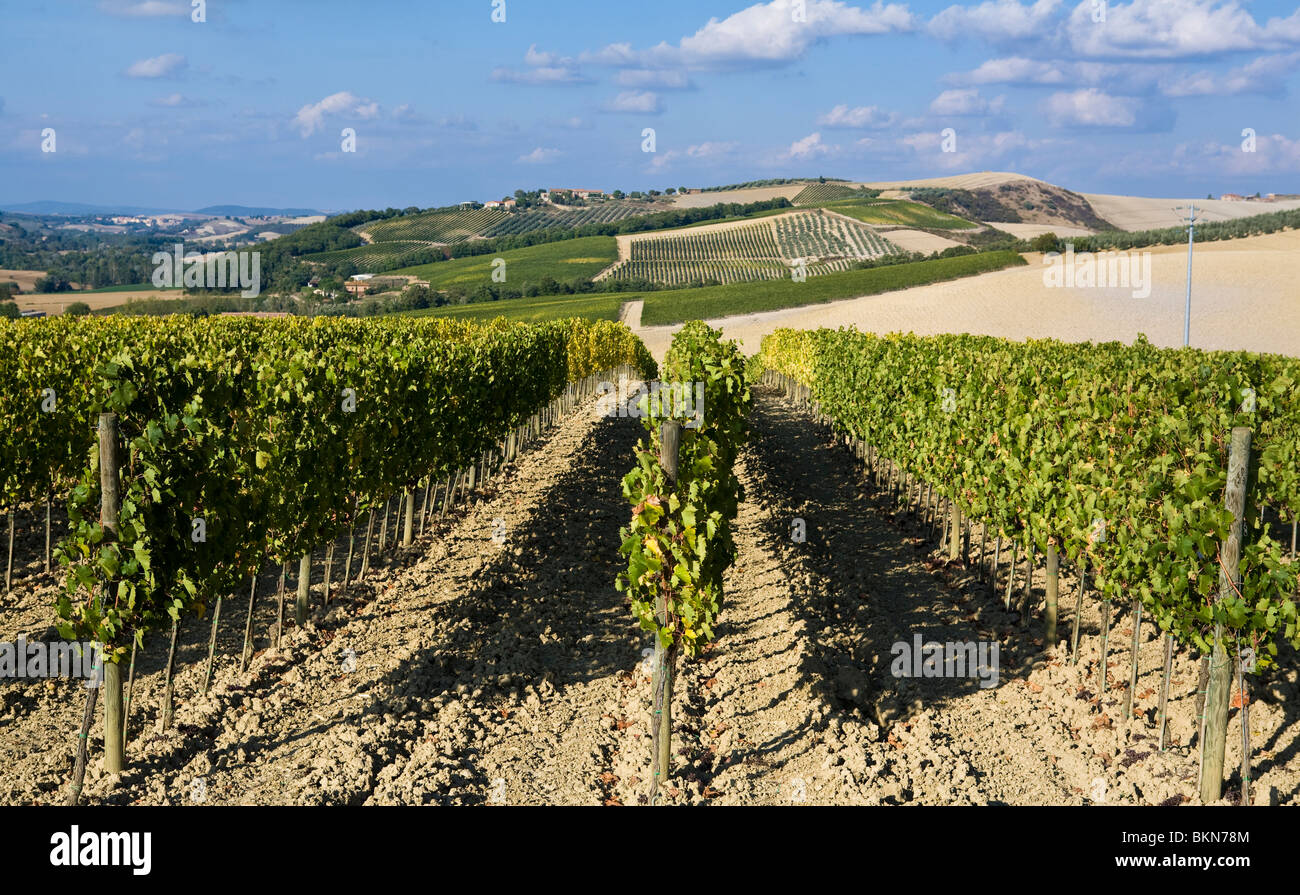 Vigneti in toscana immagini e fotografie stock ad alta risoluzione - Alamy