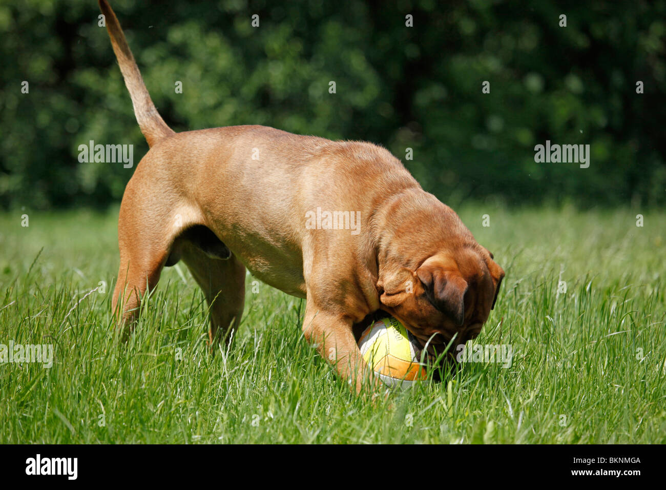 Tosa inus immagini e fotografie stock ad alta risoluzione - Alamy