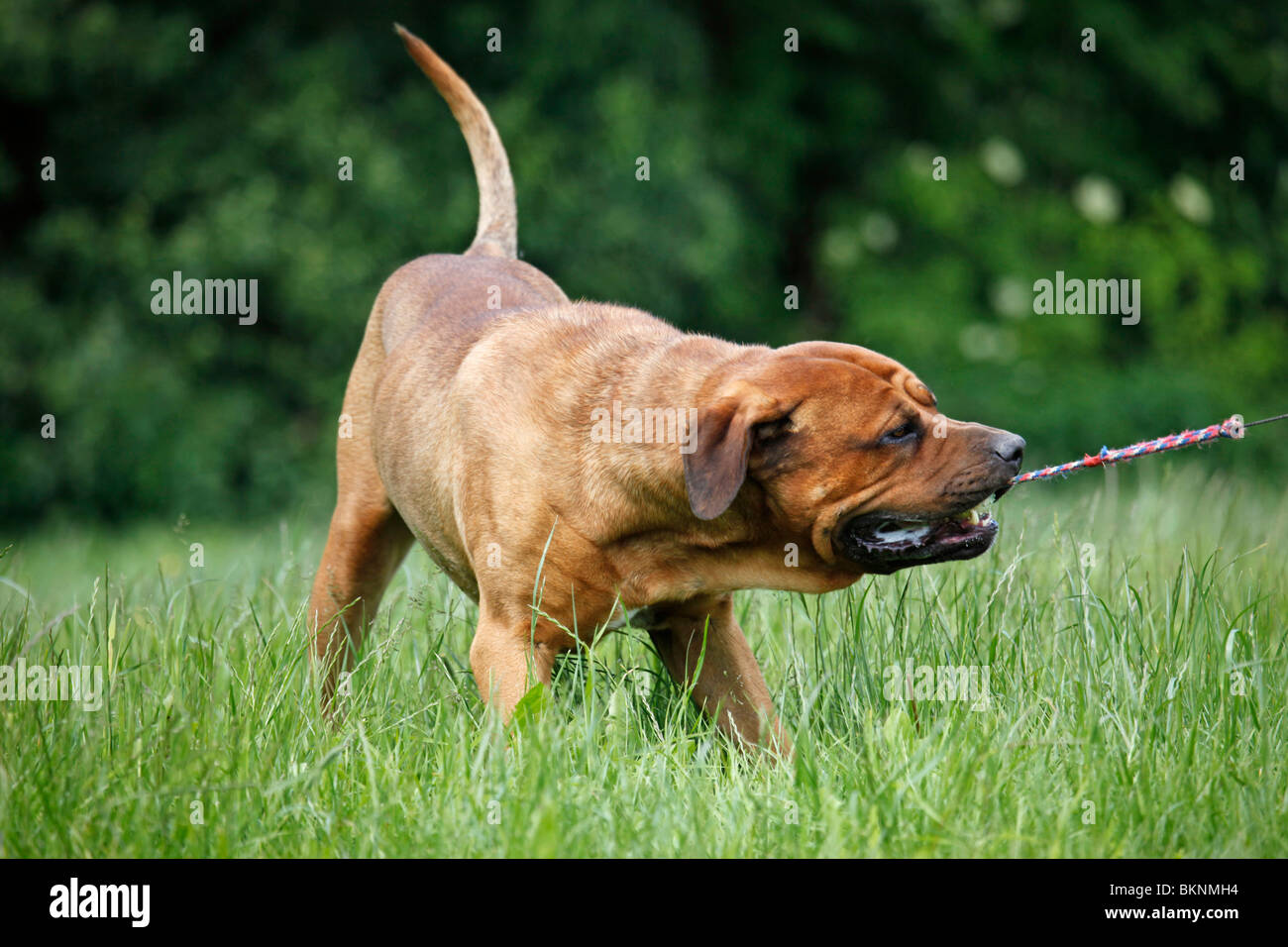 Tosa inus immagini e fotografie stock ad alta risoluzione - Alamy