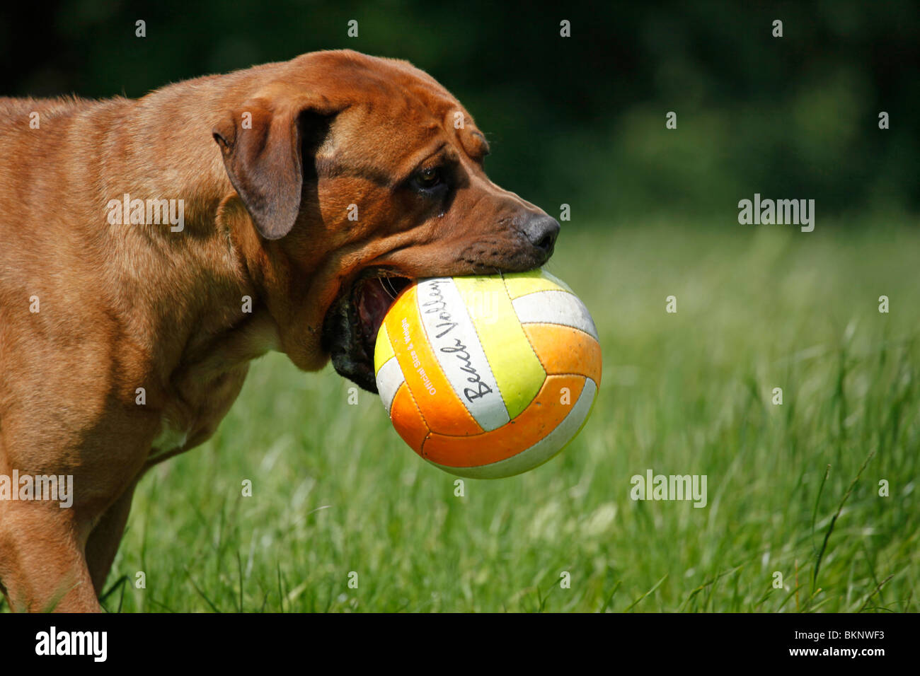 Tosa inus immagini e fotografie stock ad alta risoluzione - Alamy