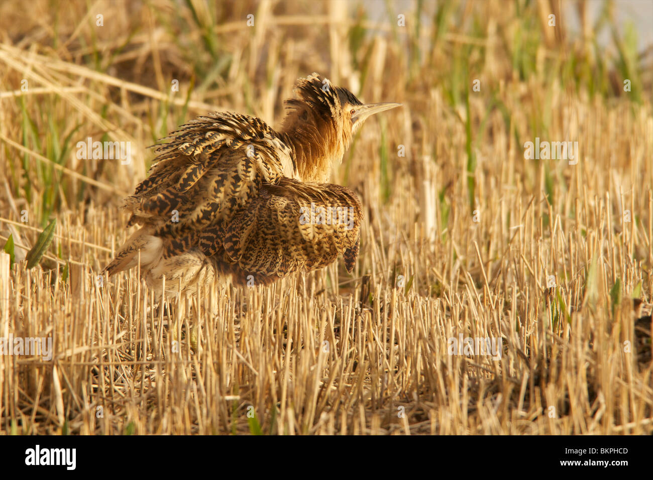 Tarabuso comune immagini e fotografie stock ad alta risoluzione - Alamy