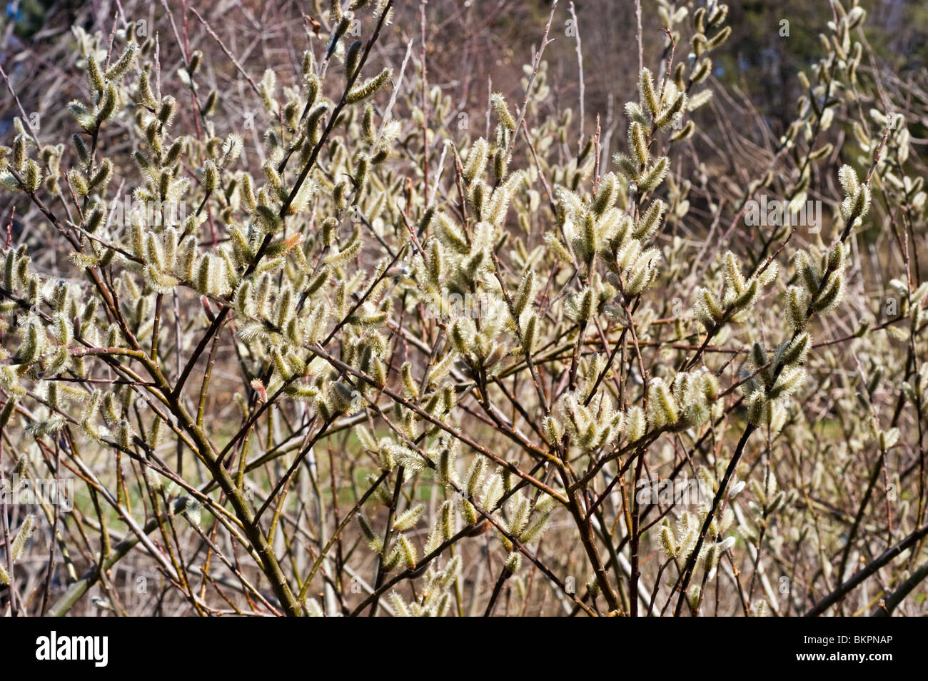 Rosegold pussy willow, Salix Gracilistyla 'Variegata', Corea, Giappone ...