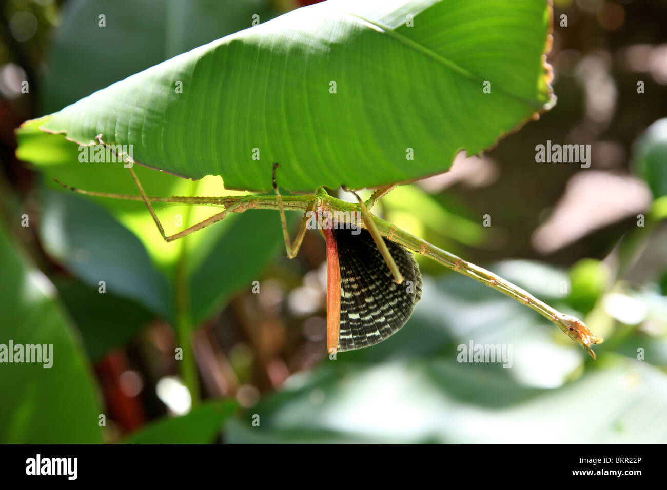 Insetto stecco immagini e fotografie stock ad alta risoluzione - Alamy