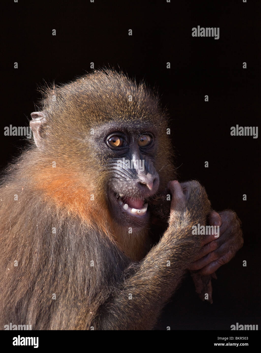 Scimmia divertente immagini e fotografie stock ad alta risoluzione - Alamy