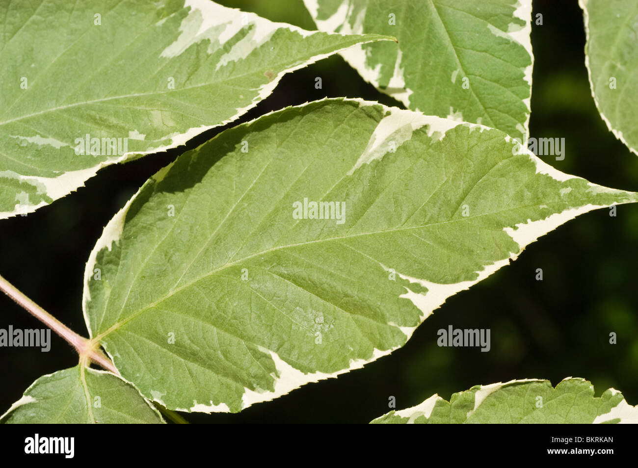 Japanese aralia variegata immagini e fotografie stock ad alta ...