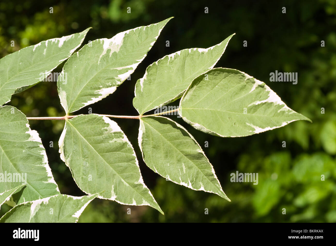 Japanese aralia variegata immagini e fotografie stock ad alta ...