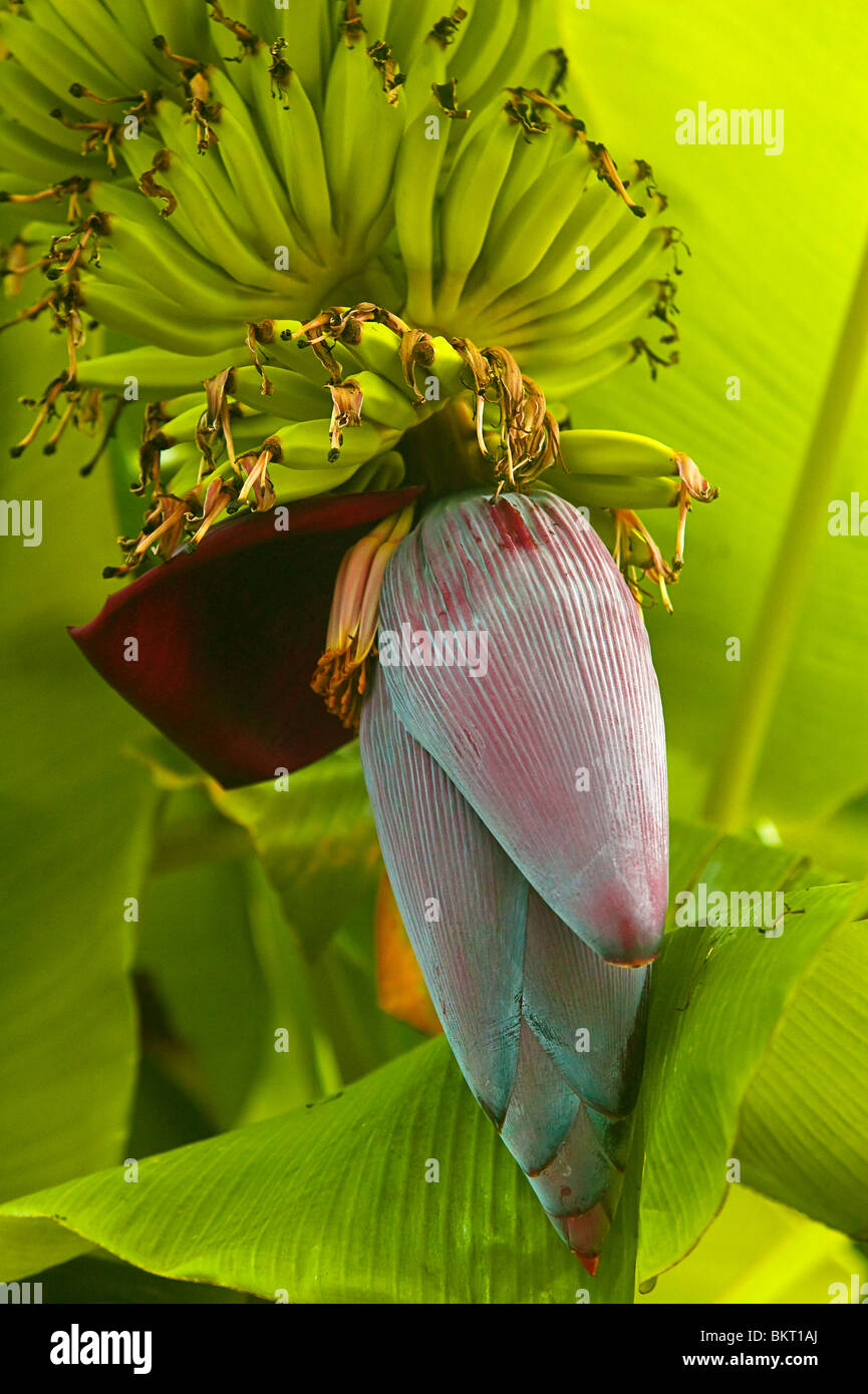 Piante di banane immagini e fotografie stock ad alta risoluzione - Alamy