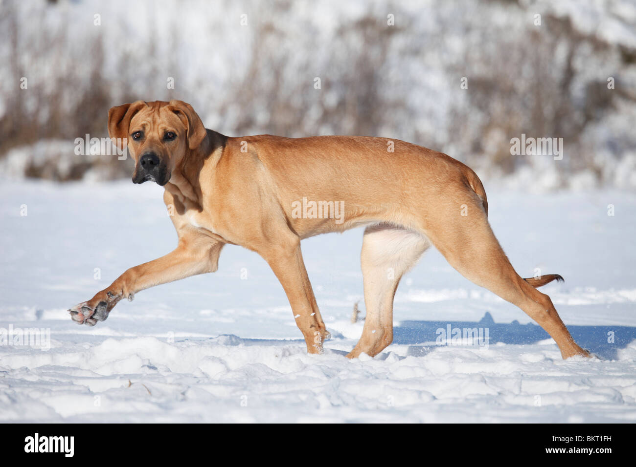 Tosa inus immagini e fotografie stock ad alta risoluzione - Alamy