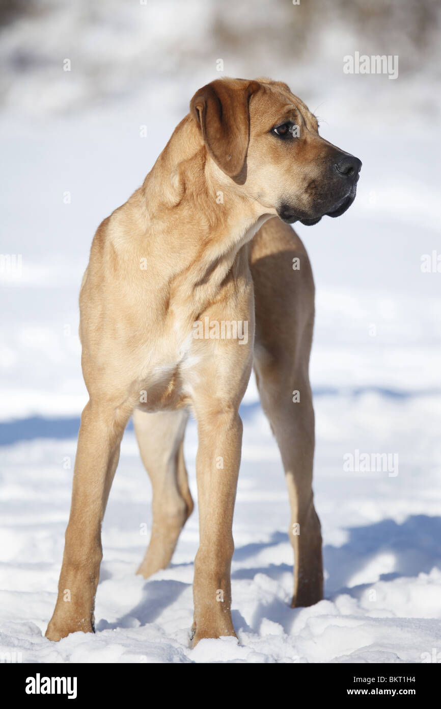 Tosa inus immagini e fotografie stock ad alta risoluzione - Alamy