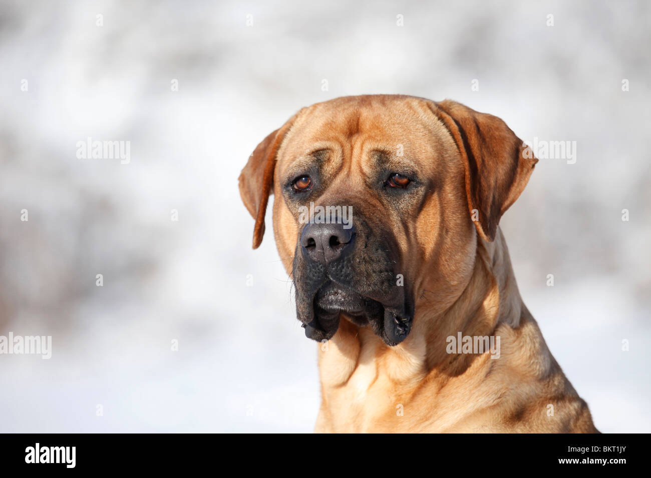 Tosa inus immagini e fotografie stock ad alta risoluzione - Alamy