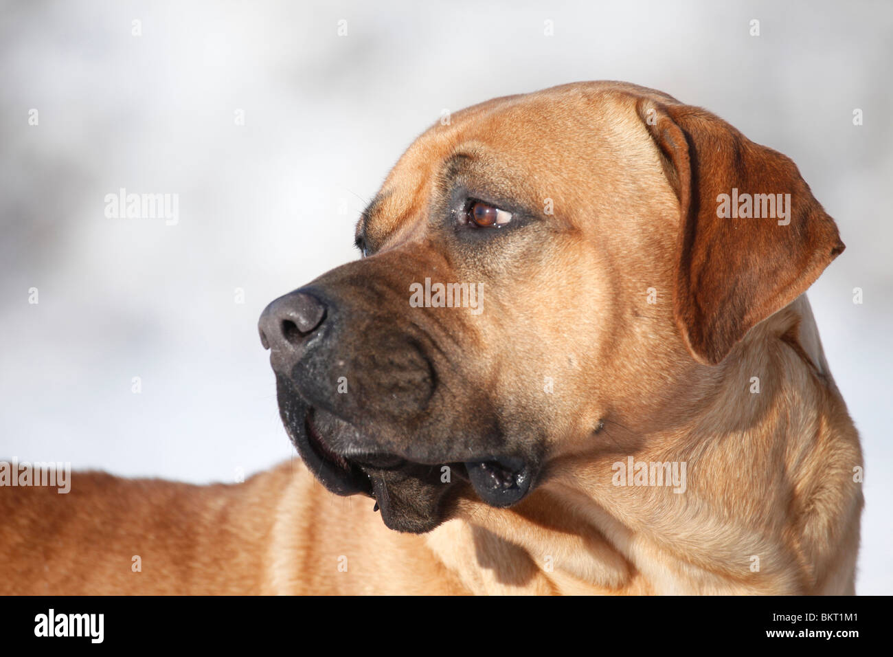 Tosa inus immagini e fotografie stock ad alta risoluzione - Alamy