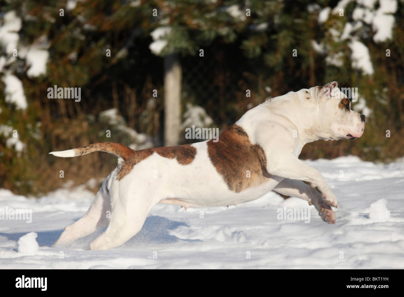 American bully breed dogs immagini e fotografie stock ad alta ...