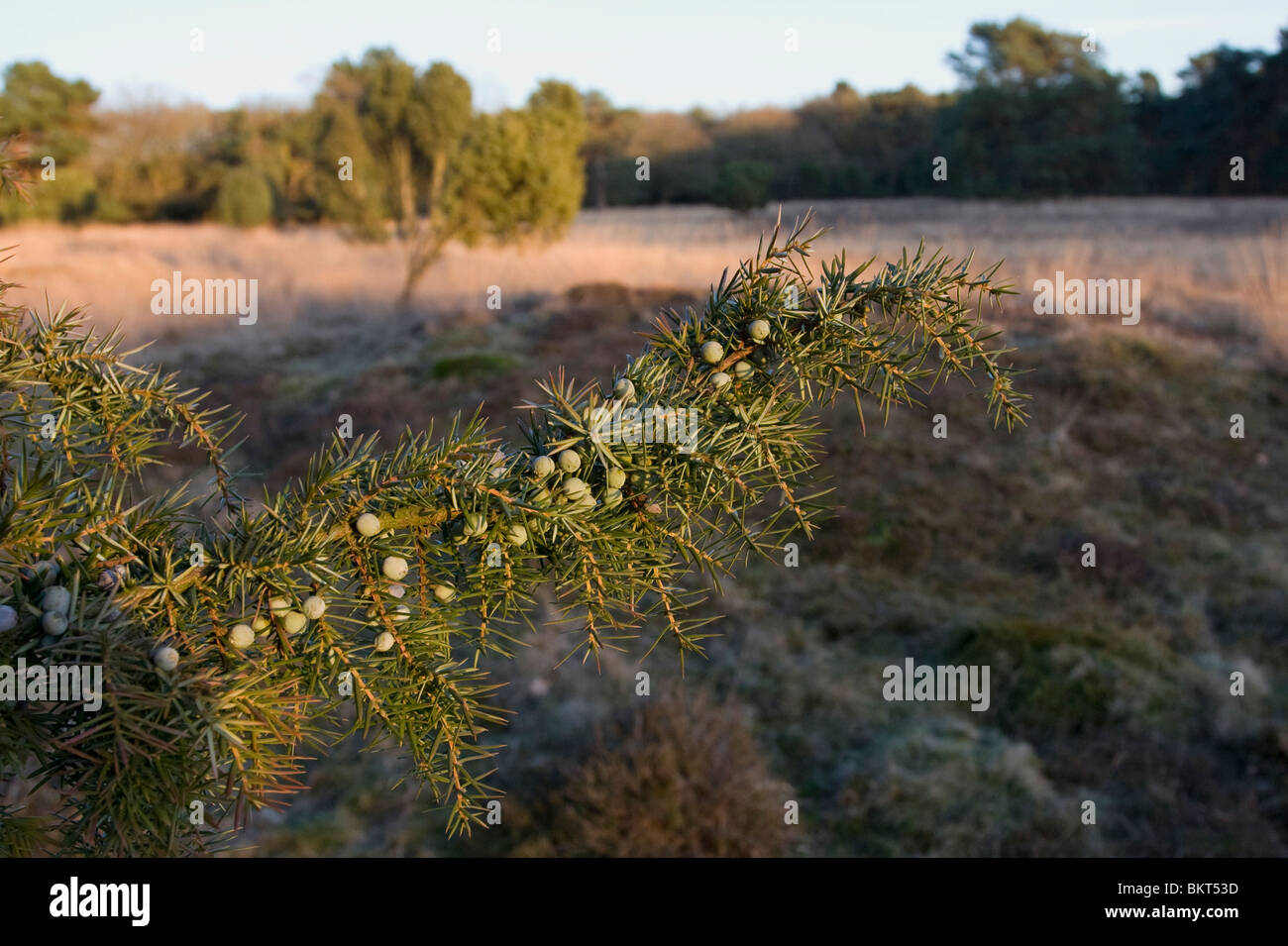 Il ginepro comune immagini e fotografie stock ad alta risoluzione - Alamy