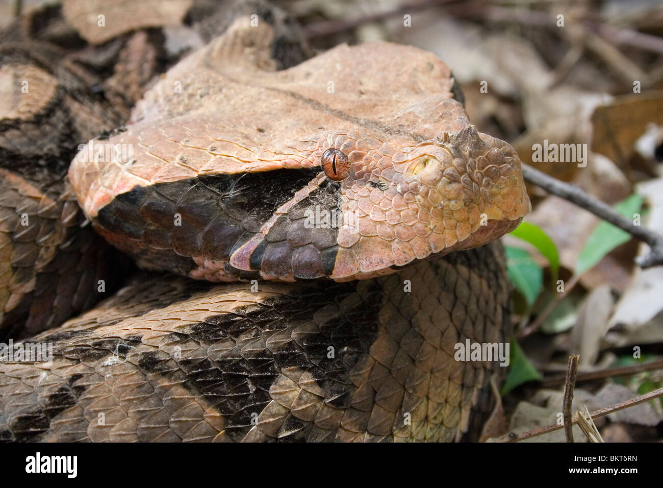 Bitis gabonica immagini e fotografie stock ad alta risoluzione - Alamy