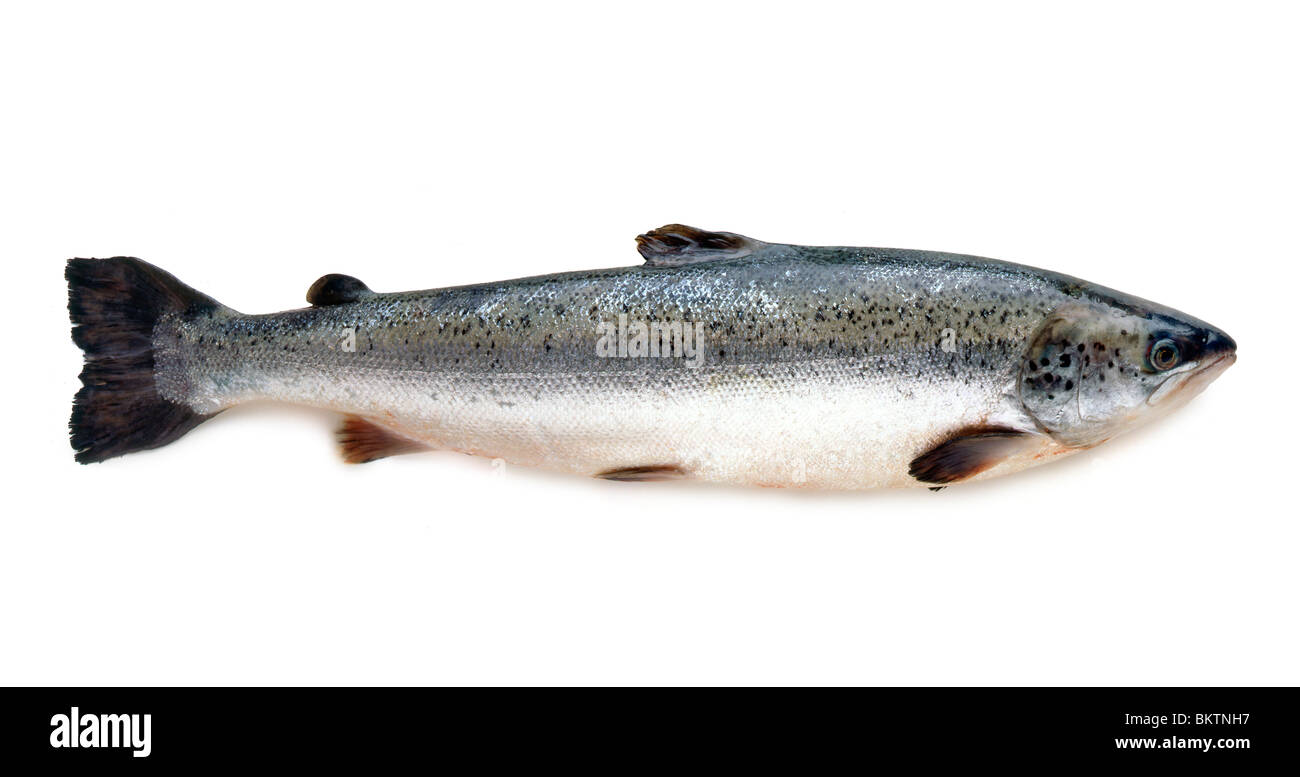 Salmone intero fresco immagini e fotografie stock ad alta risoluzione ...