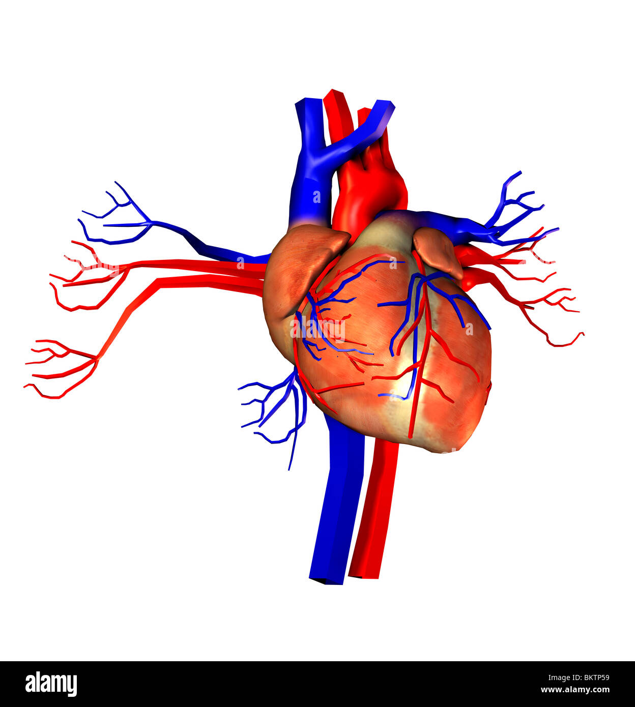 Anatomia cardiaca immagini e fotografie stock ad alta risoluzione - Alamy