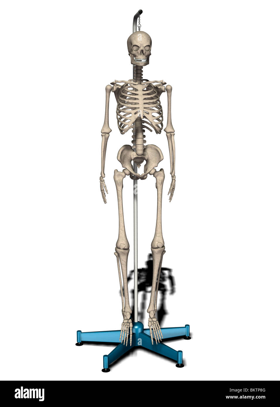 Illustrazione 3d vertebra scheletro immagini e fotografie stock ad alta ...