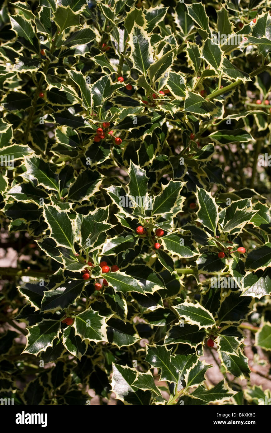 Variegated holly ilex aquifolium immagini e fotografie stock ad alta ...