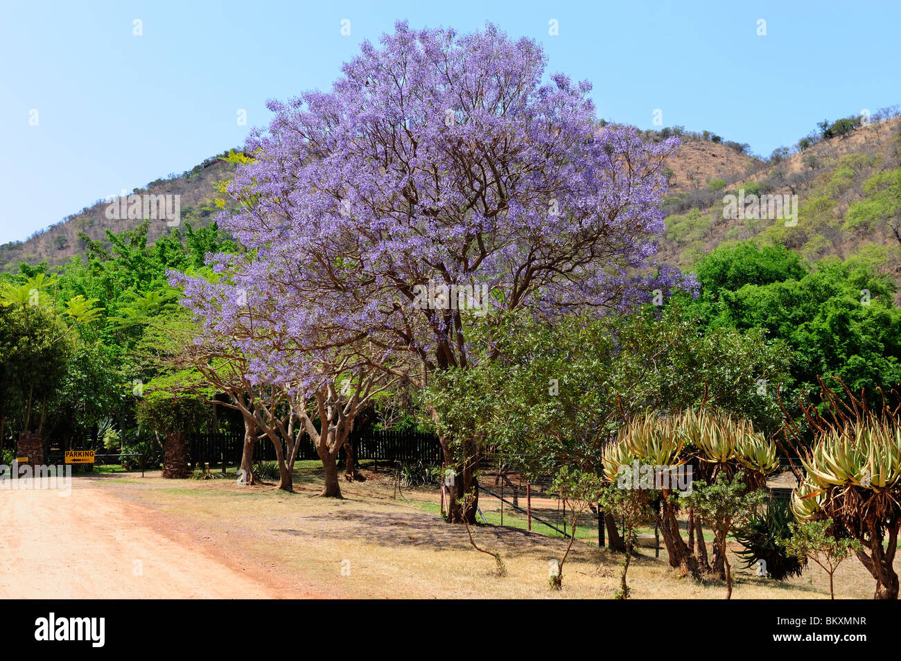 Jacaranda south africa immagini e fotografie stock ad alta risoluzione ...