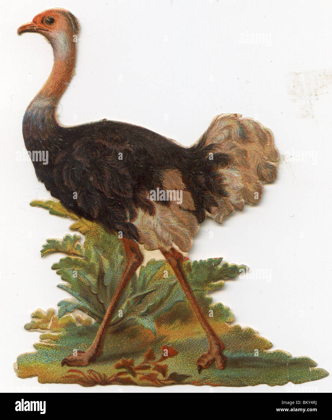 Disegno di struzzo immagini e fotografie stock ad alta risoluzione - Alamy