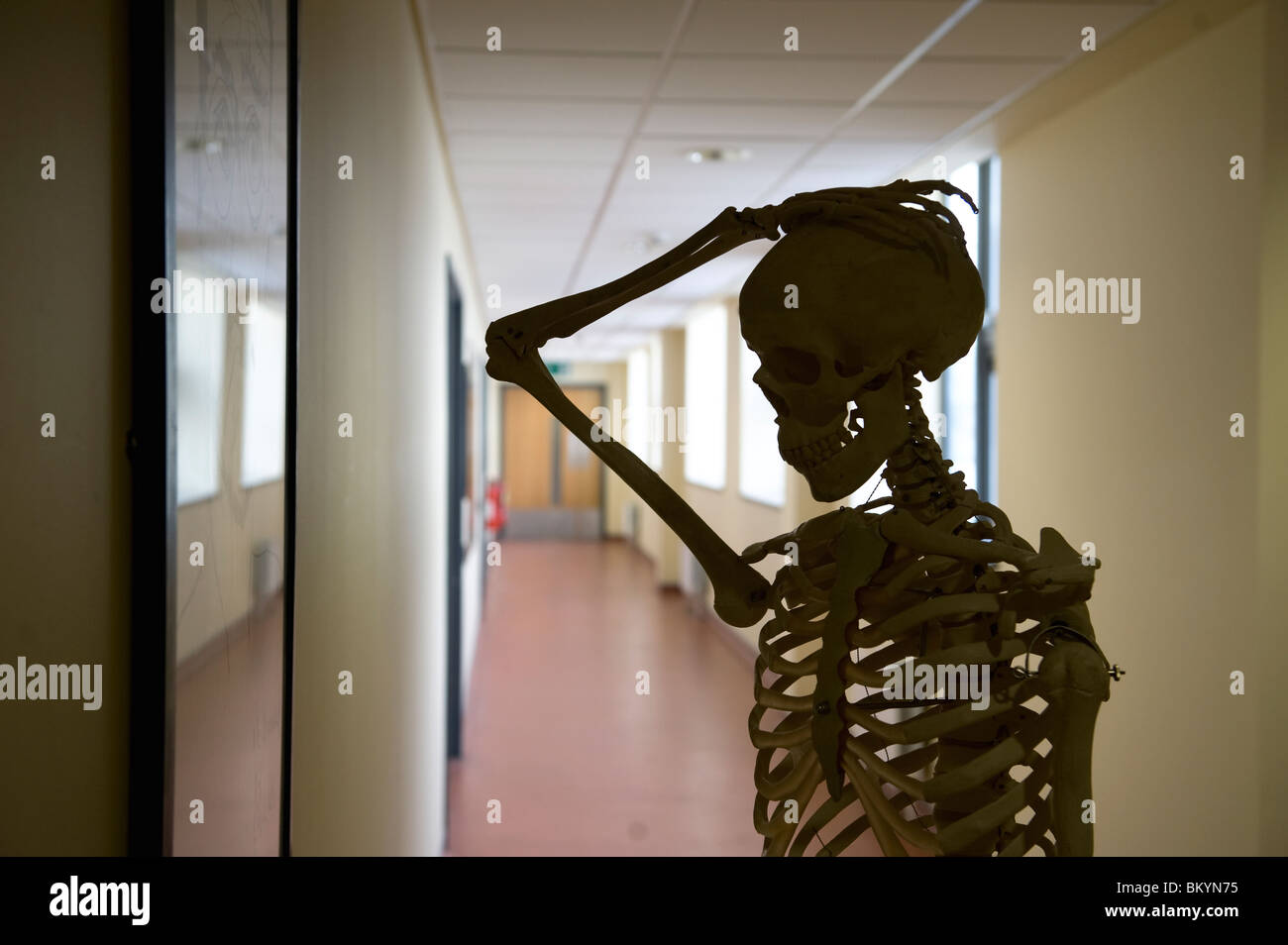 Costruzione di scheletri immagini e fotografie stock ad alta ...