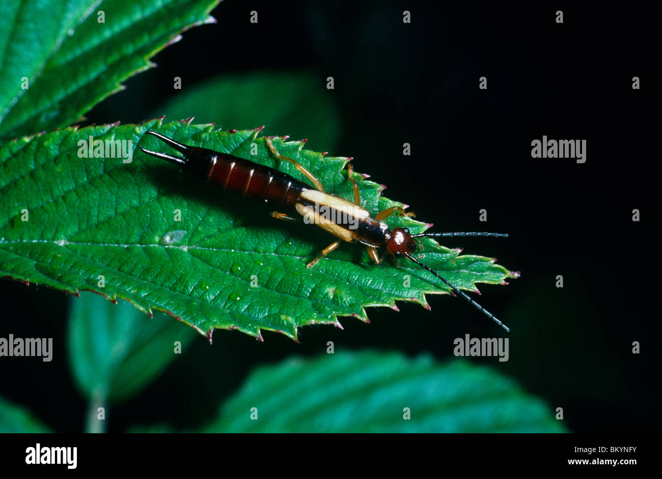 Linear leaf immagini e fotografie stock ad alta risoluzione - Alamy