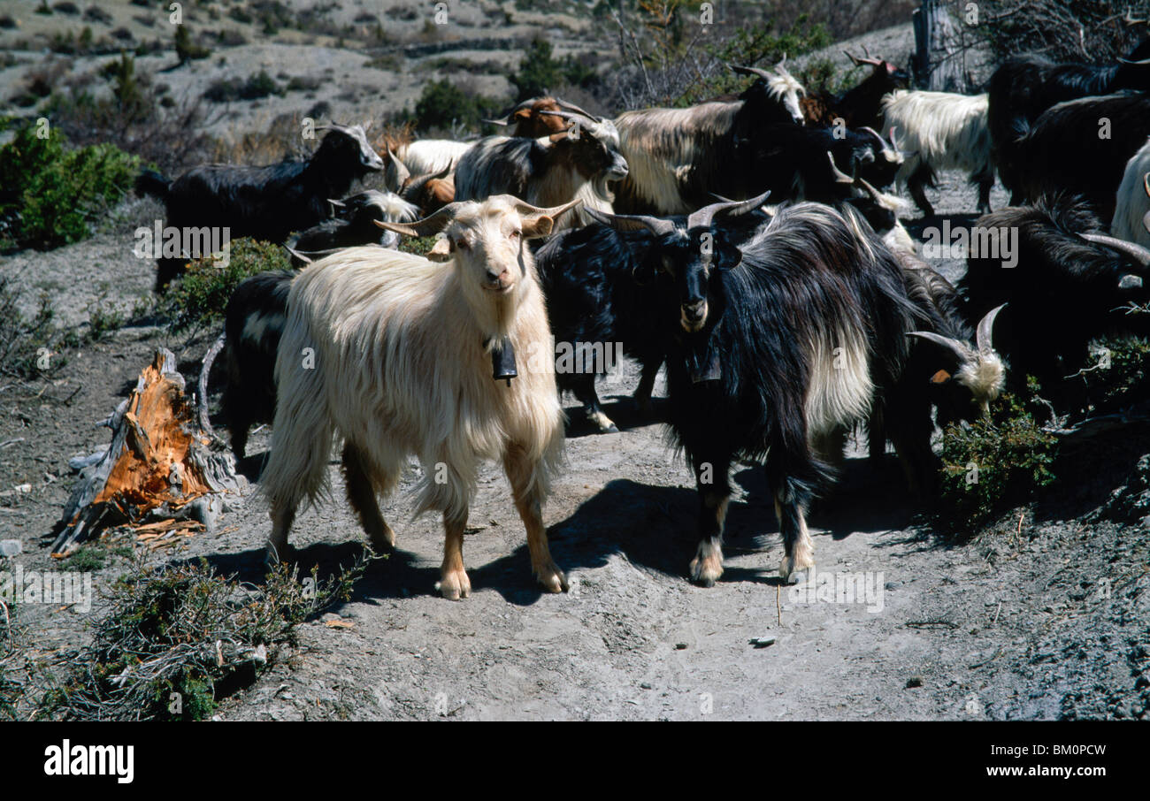 Branco di capre al pascolo su una collina immagini e fotografie stock ...