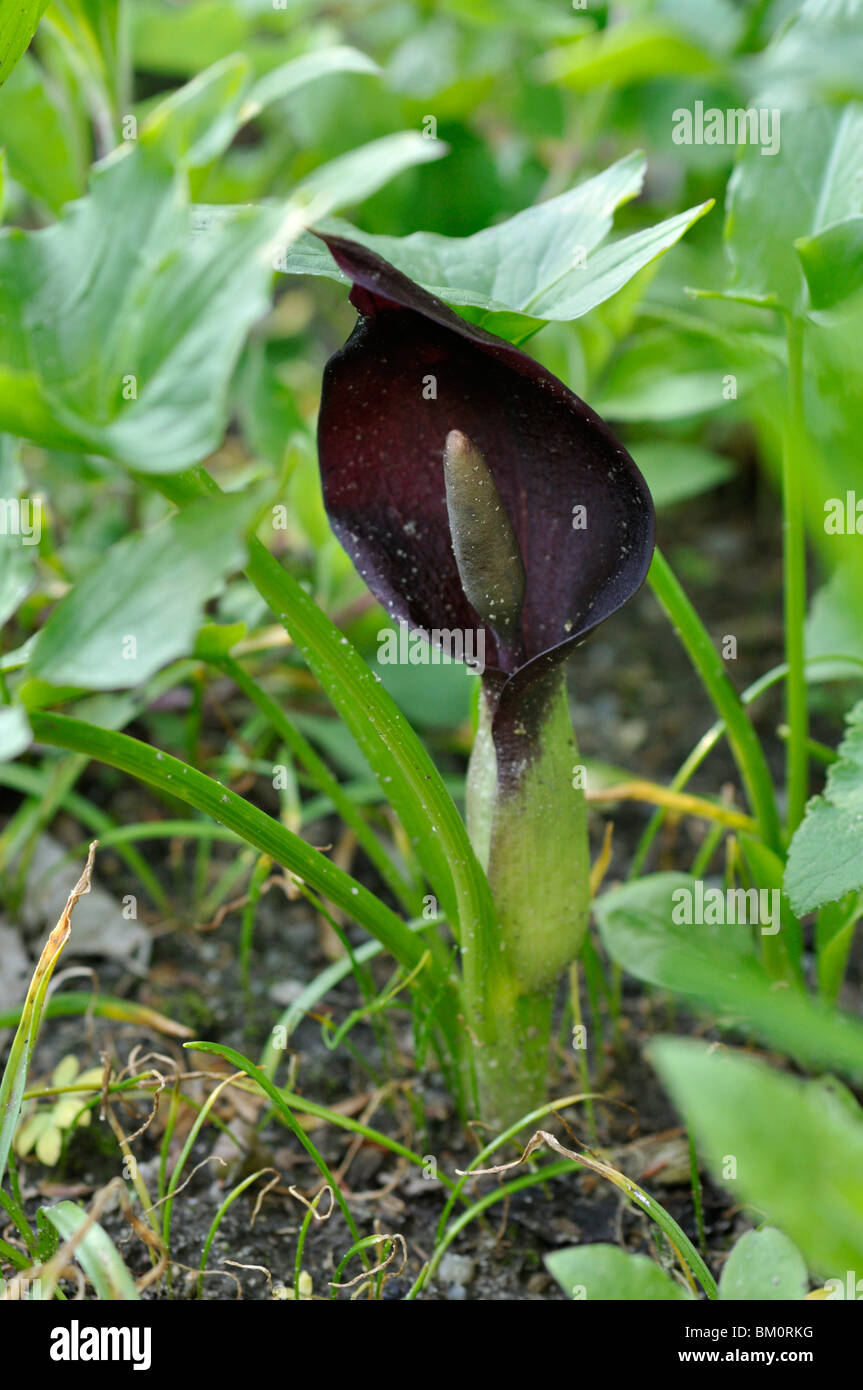 Piante arum immagini e fotografie stock ad alta risoluzione - Alamy