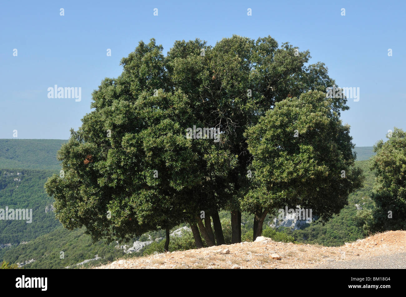 Pianta di leccio immagini e fotografie stock ad alta risoluzione - Alamy