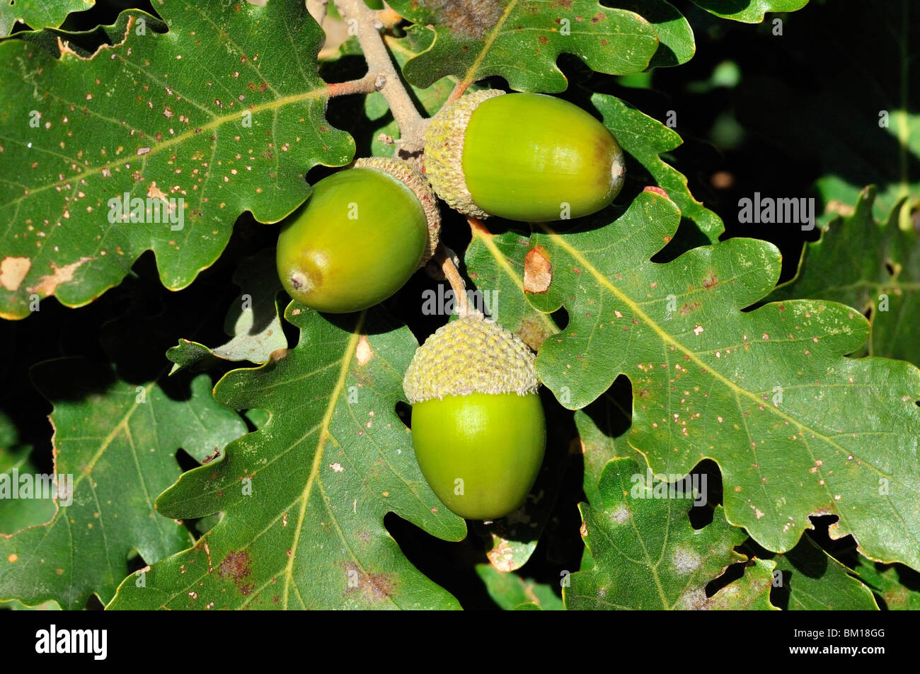 Quercus sessiliflora immagini e fotografie stock ad alta risoluzione ...