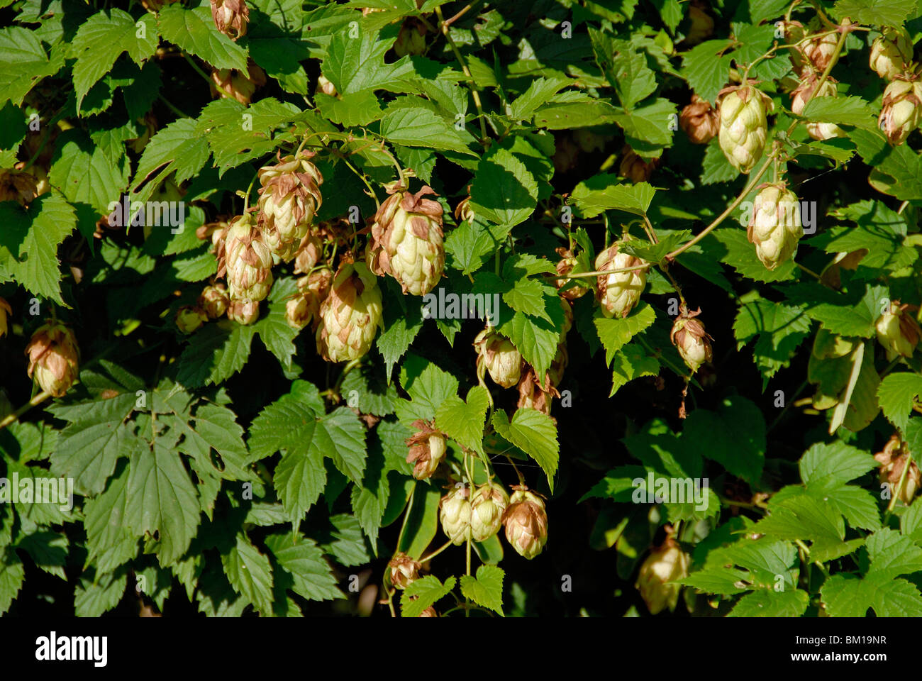 Humulus lupulus plant immagini e fotografie stock ad alta risoluzione ...