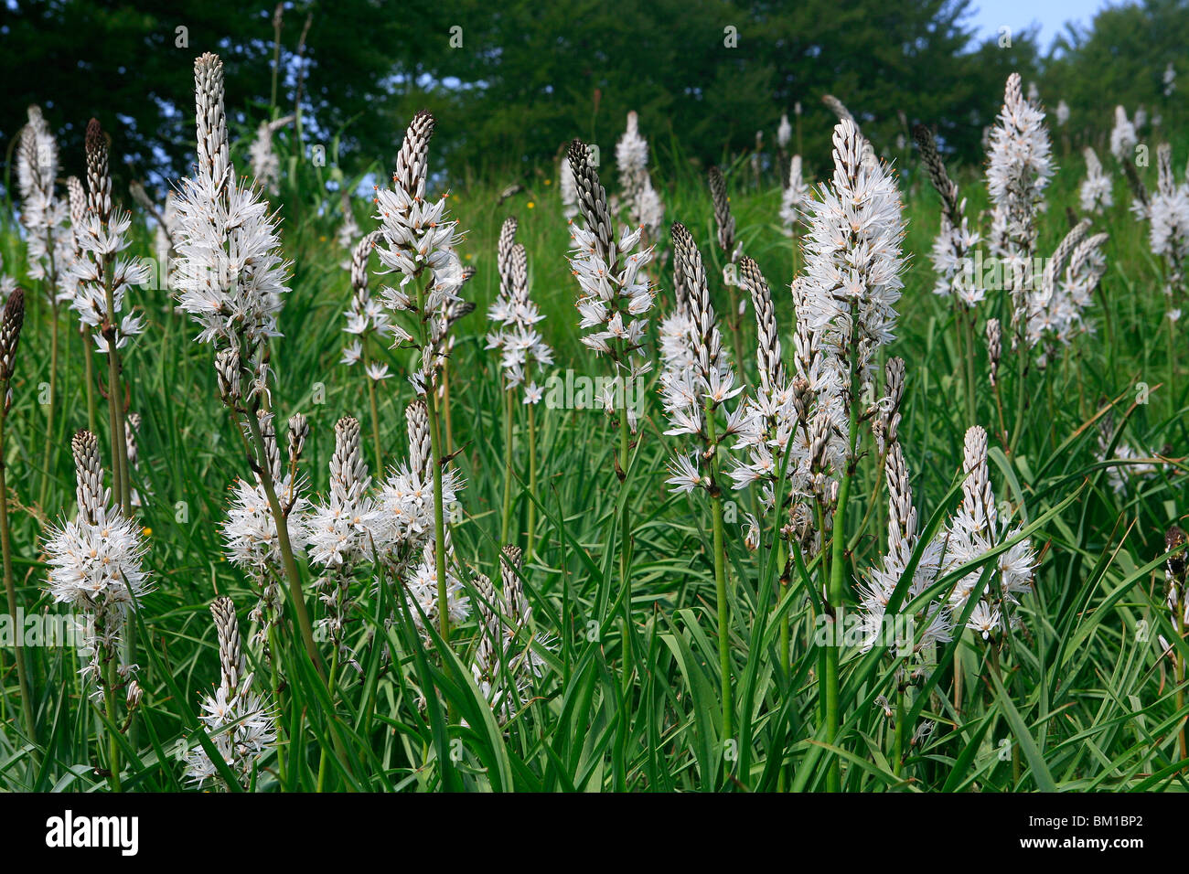 Asphodelus albus, asfodelo Foto stock - Alamy