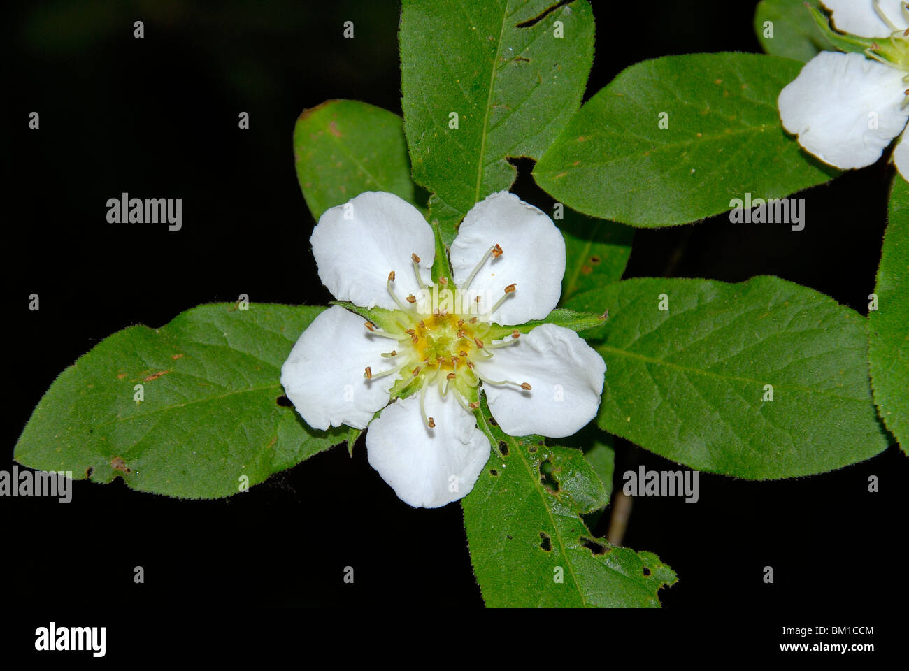 Mespilus germanica flower medlar immagini e fotografie stock ad alta ...