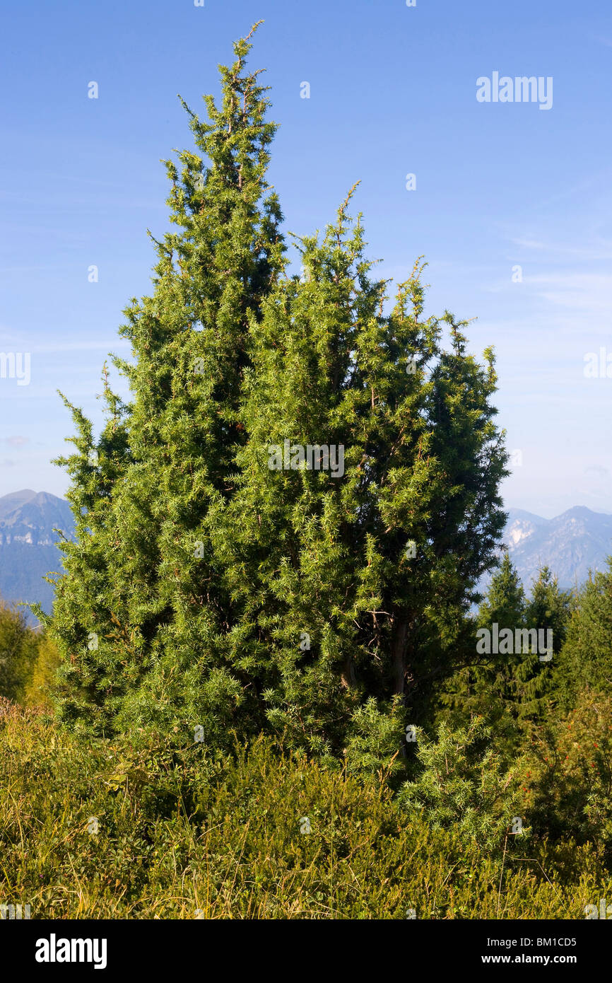 Juniperus communis, ginepro comune, ginepro Foto stock - Alamy