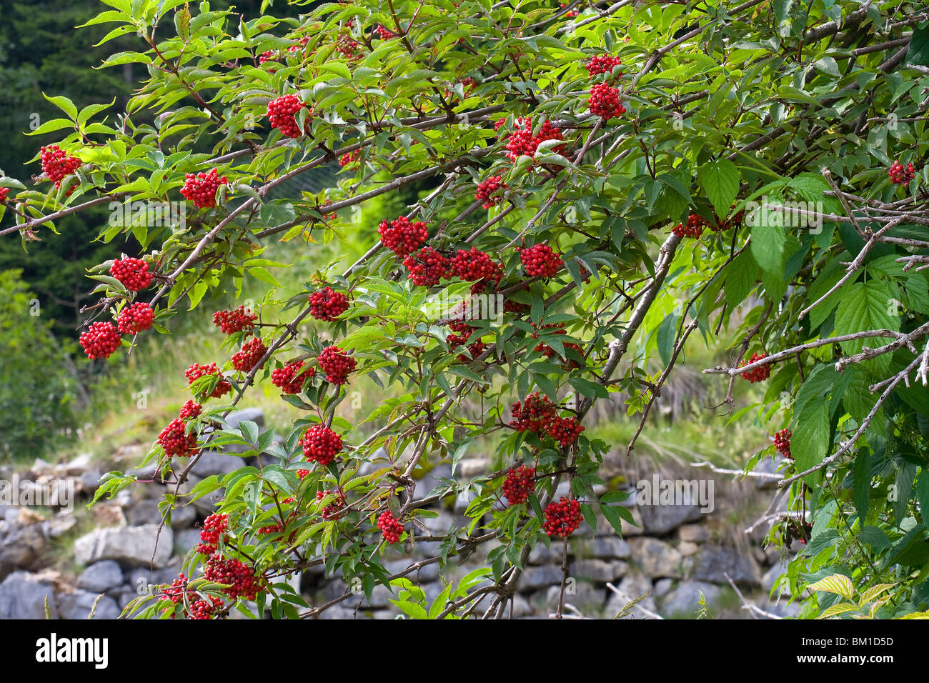Sambuco Rosso Immagini e Fotos Stock - Alamy