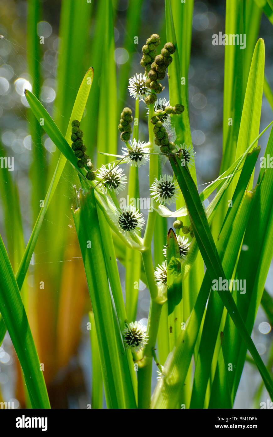 Sparganium erectum immagini e fotografie stock ad alta risoluzione - Alamy