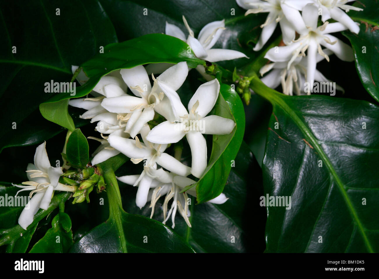 La Coffea arabica, la pianta del caffè, fiori Foto stock - Alamy