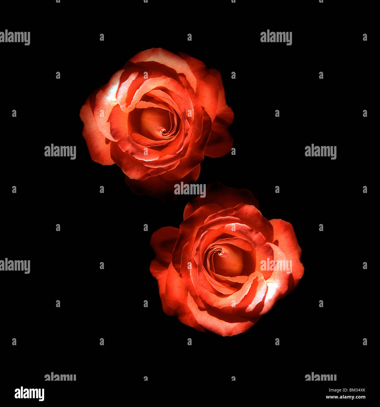 Due rose rosse immagini e fotografie stock ad alta risoluzione - Alamy