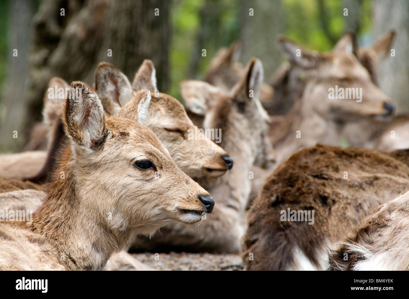 Cervo sika giappone immagini e fotografie stock ad alta risoluzione - Alamy
