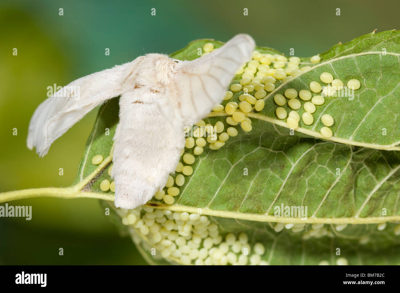 Silkworm moth immagini e fotografie stock ad alta risoluzione - Alamy