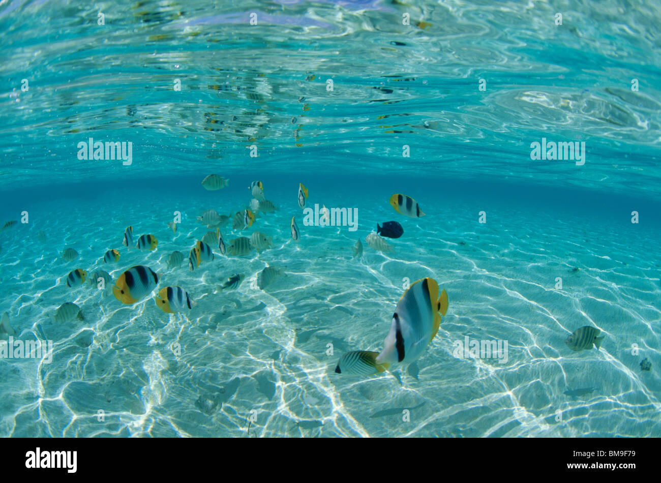 Sella doppia immagini e fotografie stock ad alta risoluzione - Alamy
