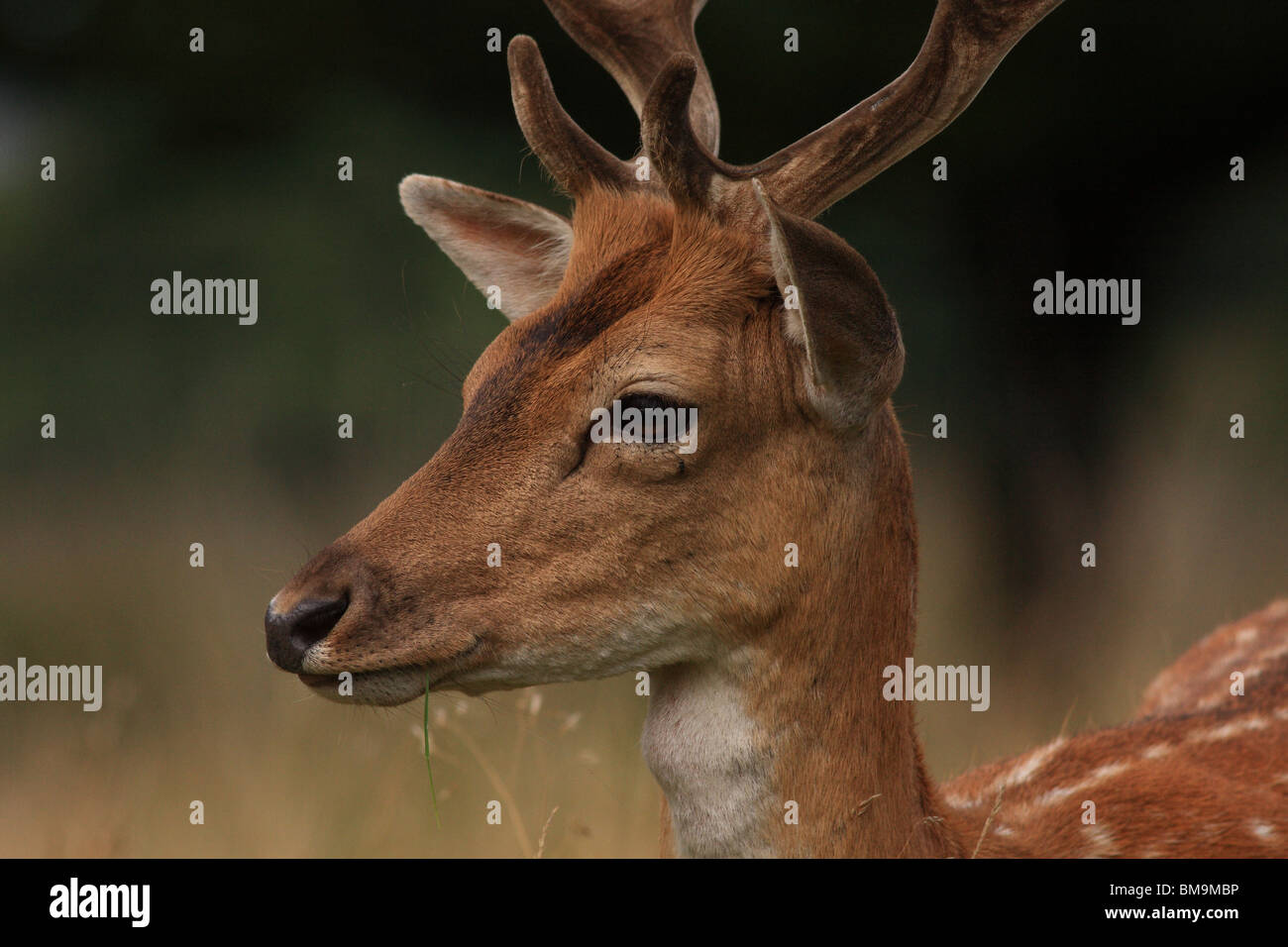 Maschio di daino immagini e fotografie stock ad alta risoluzione - Alamy