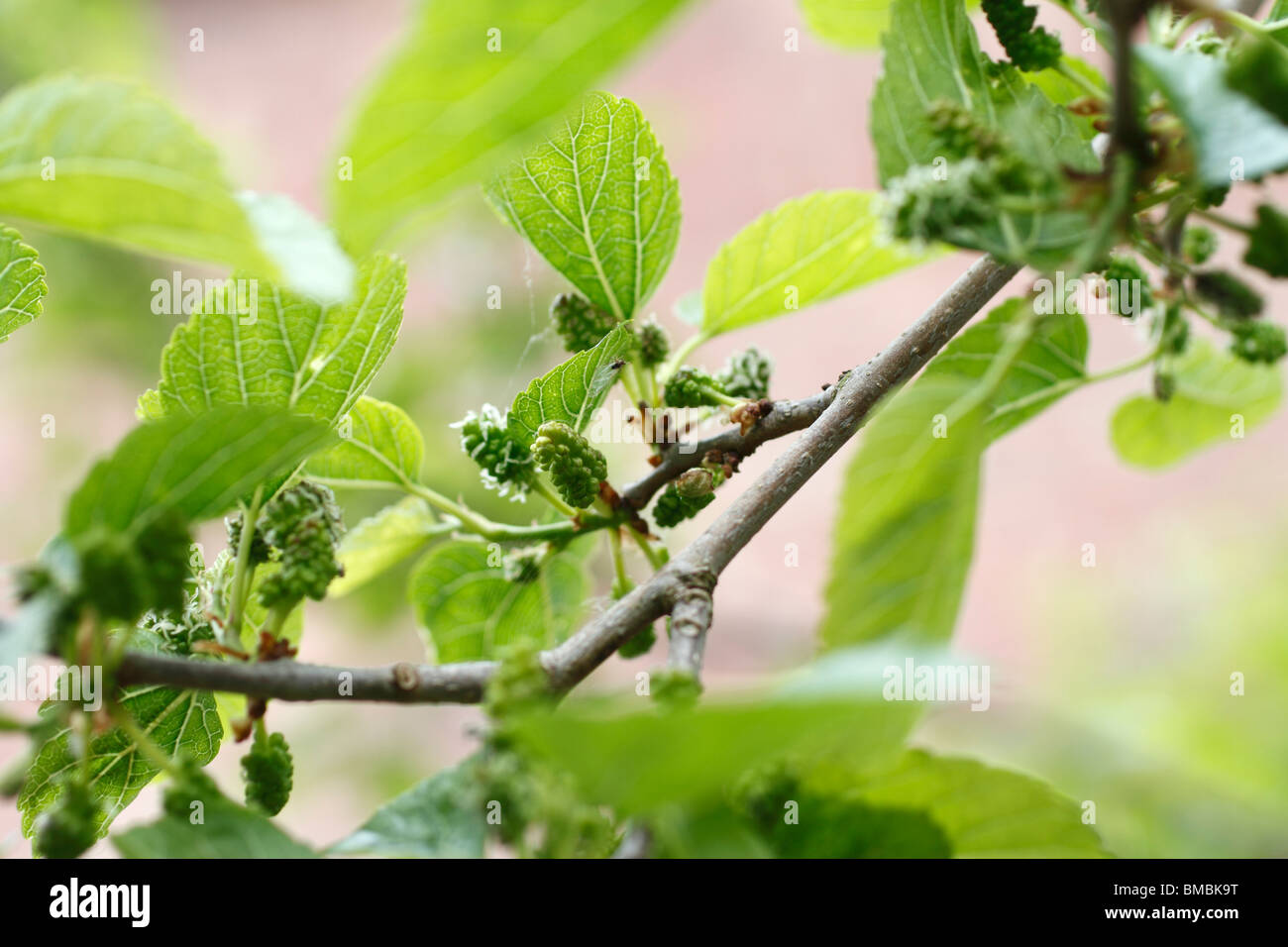 White mulberry tree morus alba immagini e fotografie stock ad alta ...